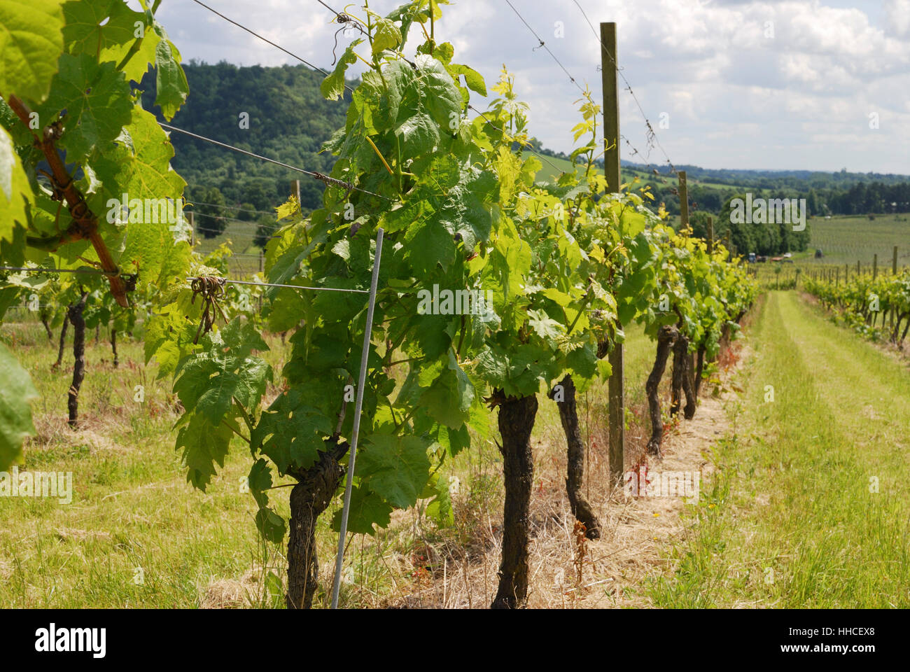 leaf, agriculture, farming, vineyard, vines, wineyard, landscape ...
