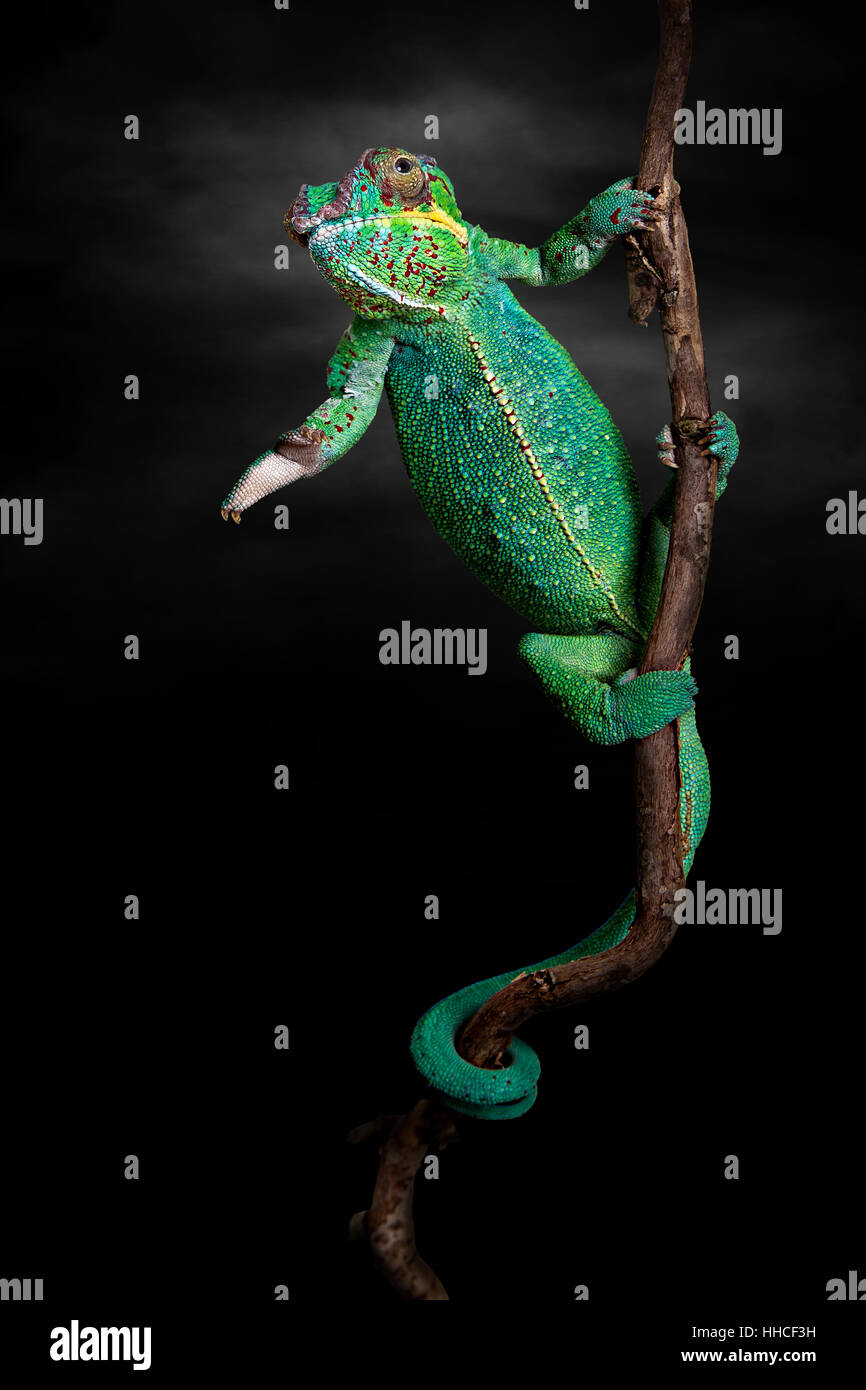animal, lizard, animals, coloured, colourful, gorgeous, multifarious ...