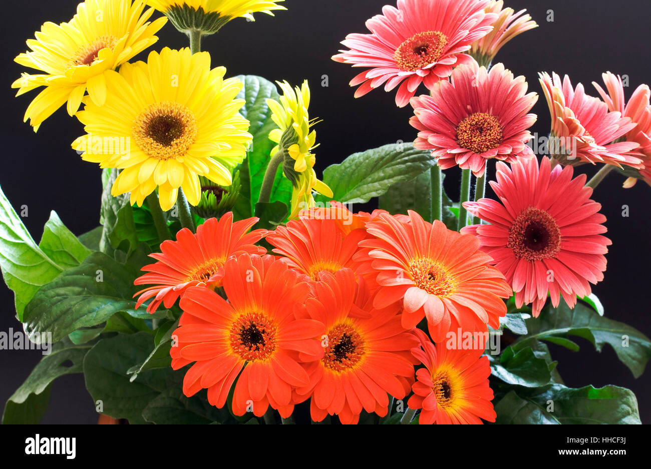 garden, flower, plant, botany, backdrop, background, nature, blue ...