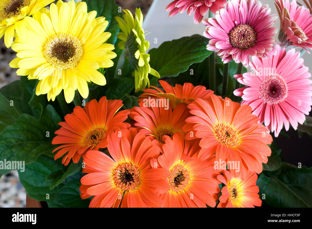 garden, flower, plant, botany, backdrop, background, nature, blue ...