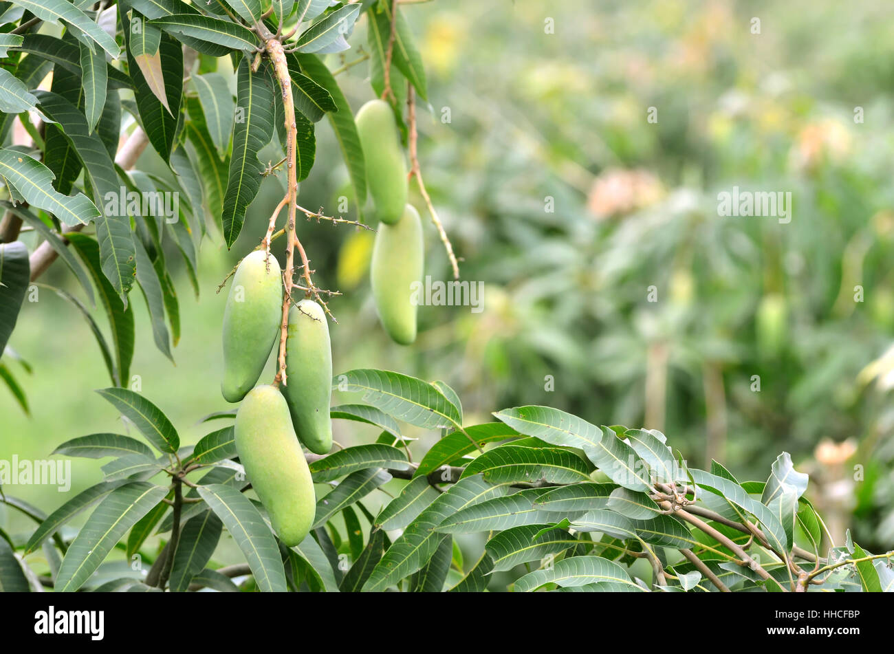 food, aliment, leaf, sweet, tree, garden, asia, leaves, agriculture ...