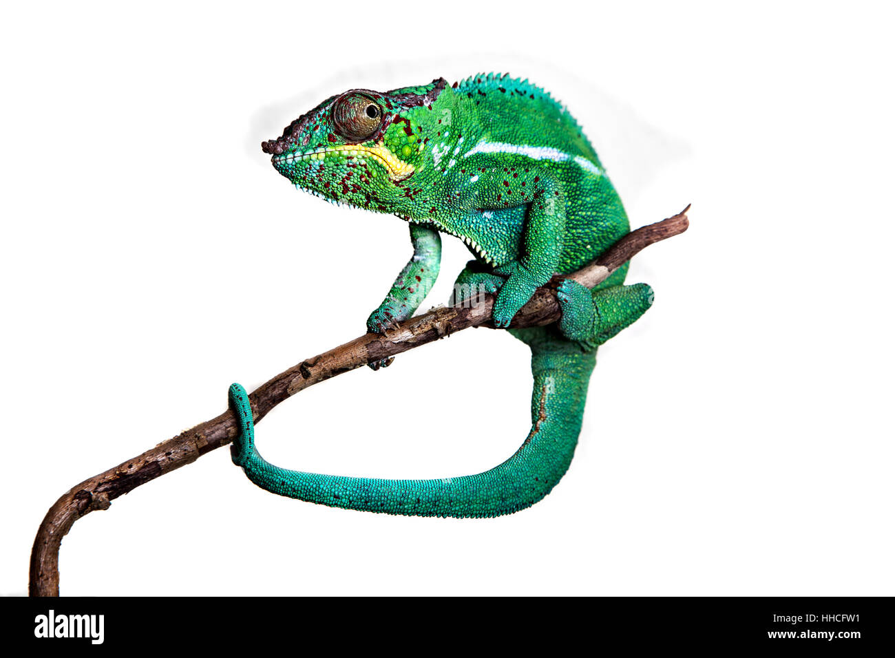 animal, lizard, animals, coloured, colourful, gorgeous, multifarious ...