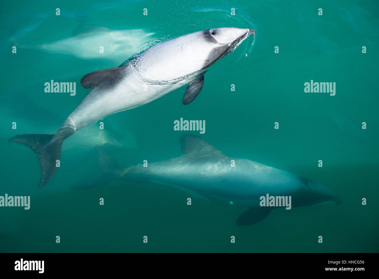 Hector's dolphin photograph from Black Cat Cruises boat off Akaroa, New ...