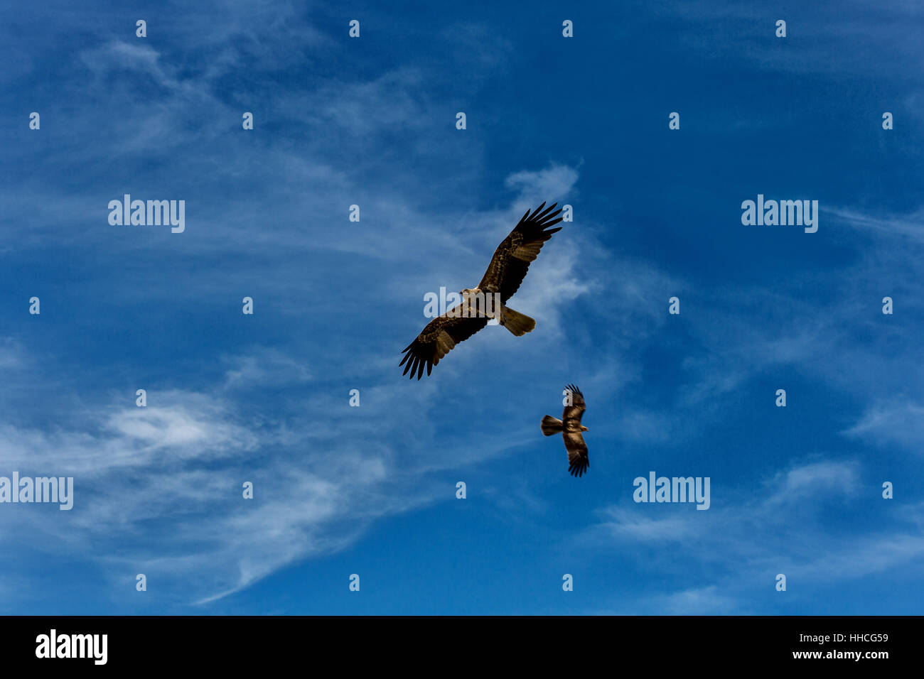 blue, bird, birds, raptor, eagle, patriotism, firmament, sky, hunting ...