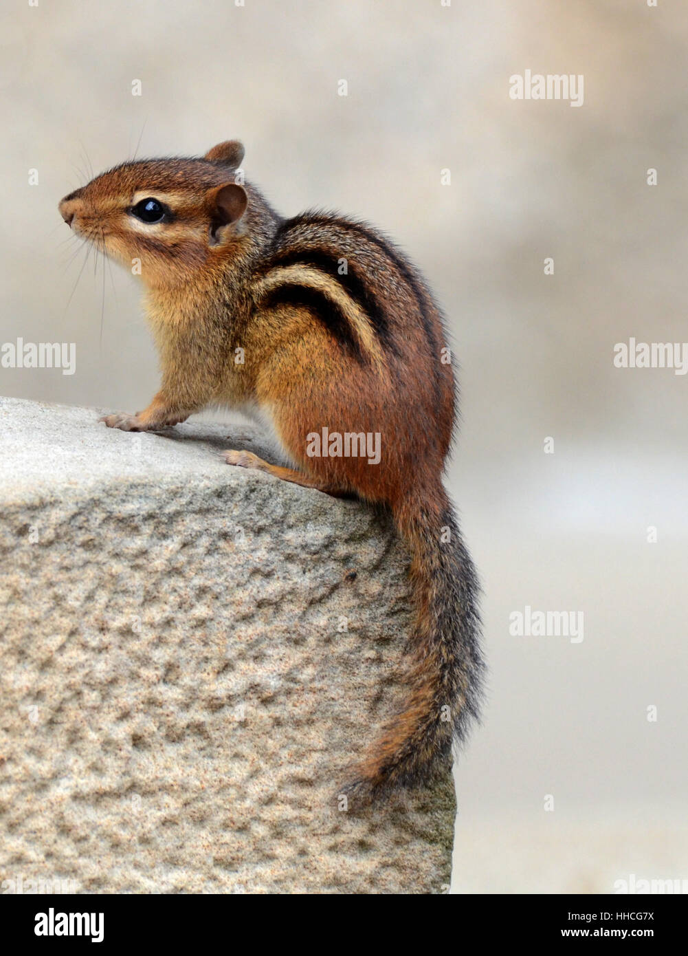 chipmunk sitting on a ledge looking left Stock Photo - Alamy