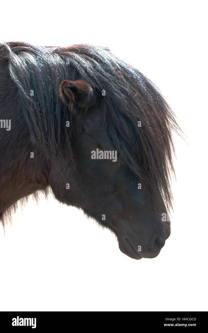 profile, humans, human beings, people, folk, persons, human, human ...