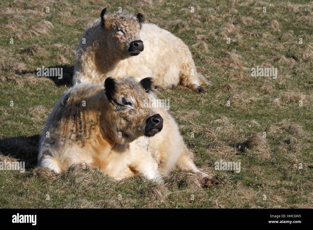 agriculture, farming, cow, bovine, eco, stock farming, cattle breeding ...