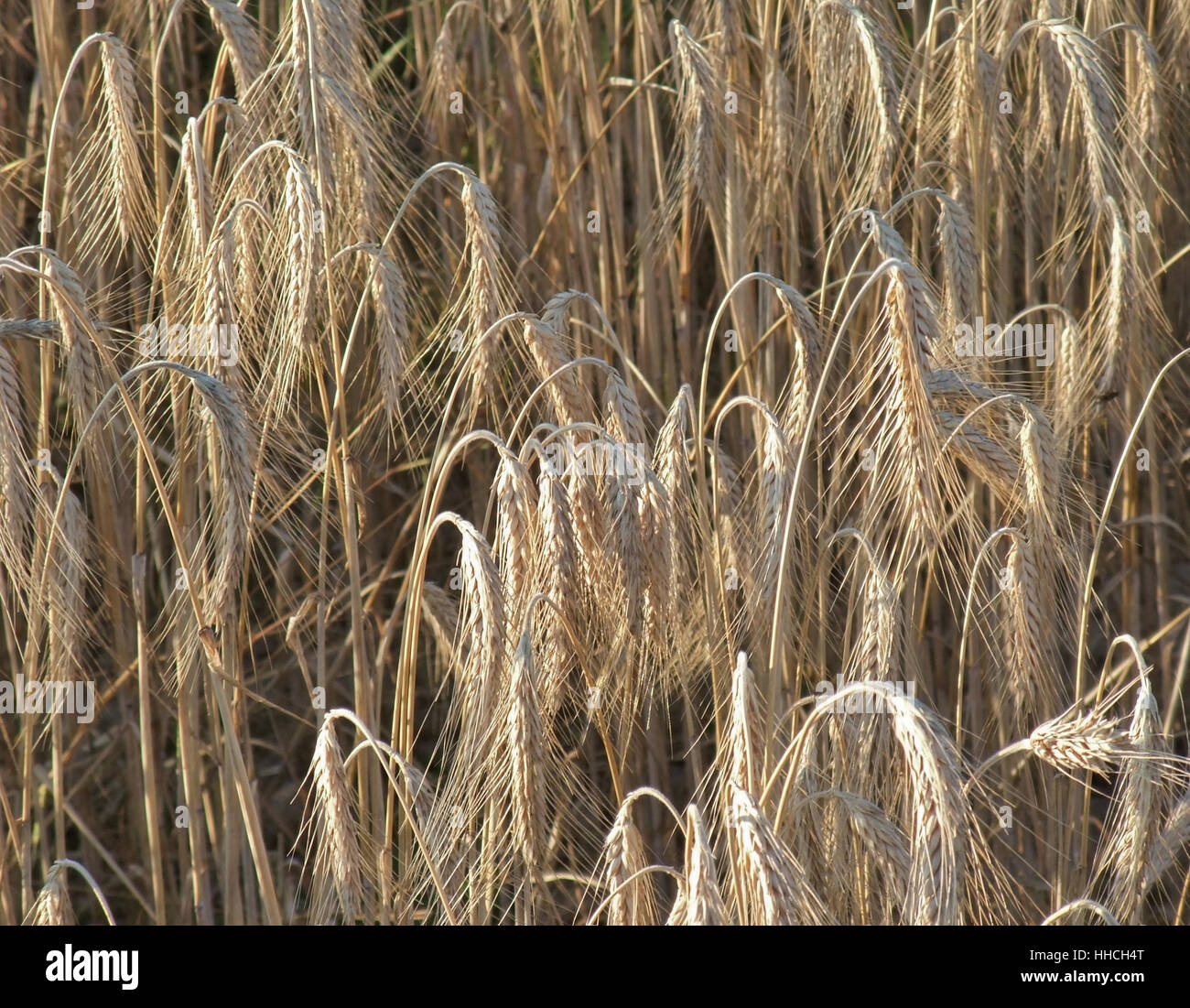 Ordinary stem hi-res stock photography and images - Alamy