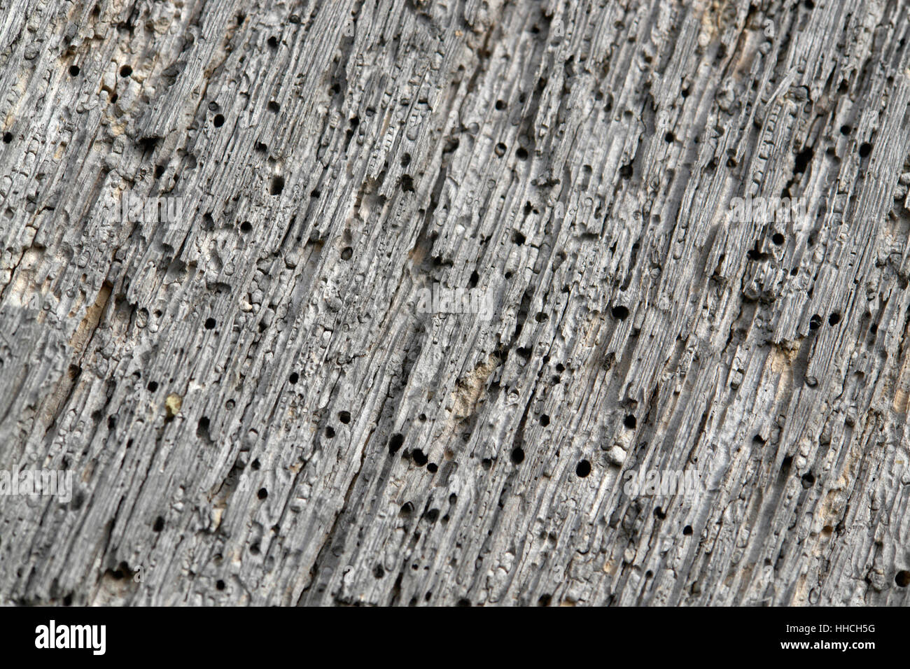 botany, expiration, holey, vermin, biology, wood worm, macro, close-up ...