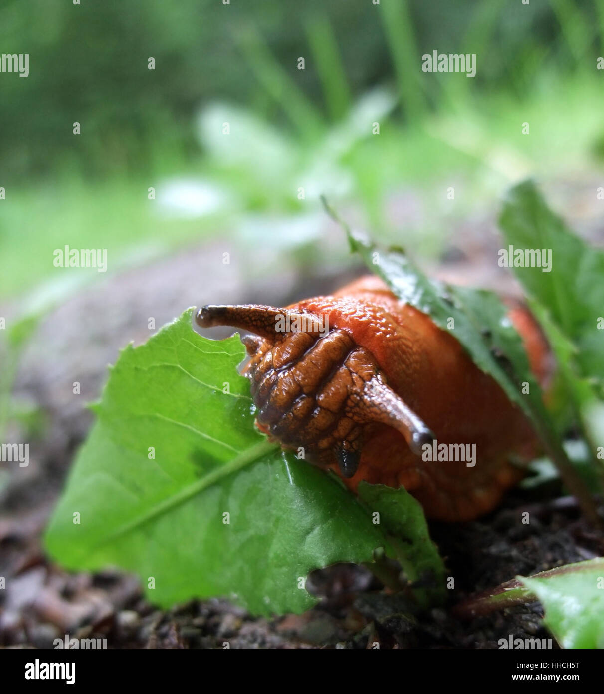 frontal red slug closeup while eating a green leaf Stock Photo - Alamy