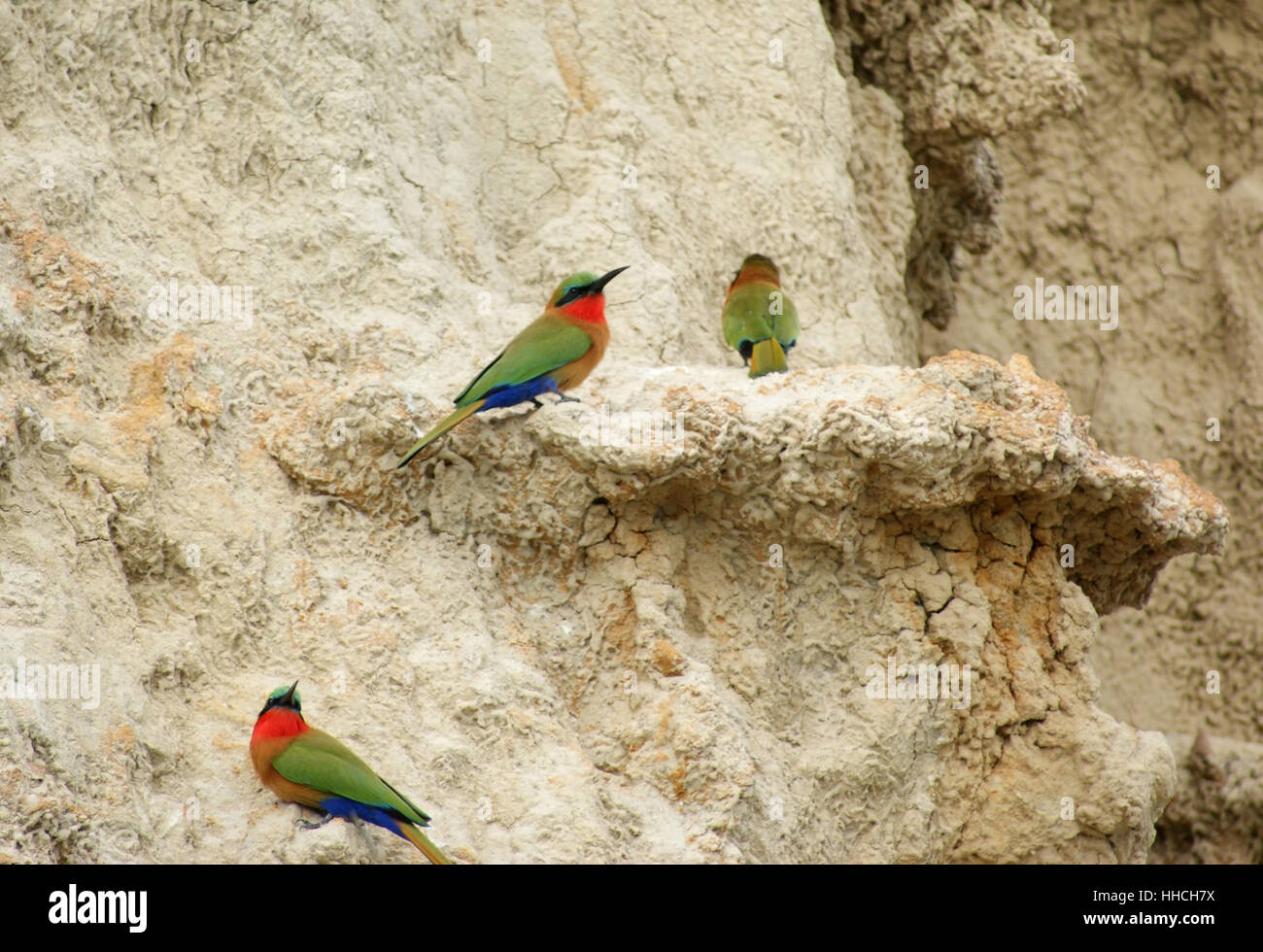 Bee eaters uganda hi-res stock photography and images - Alamy