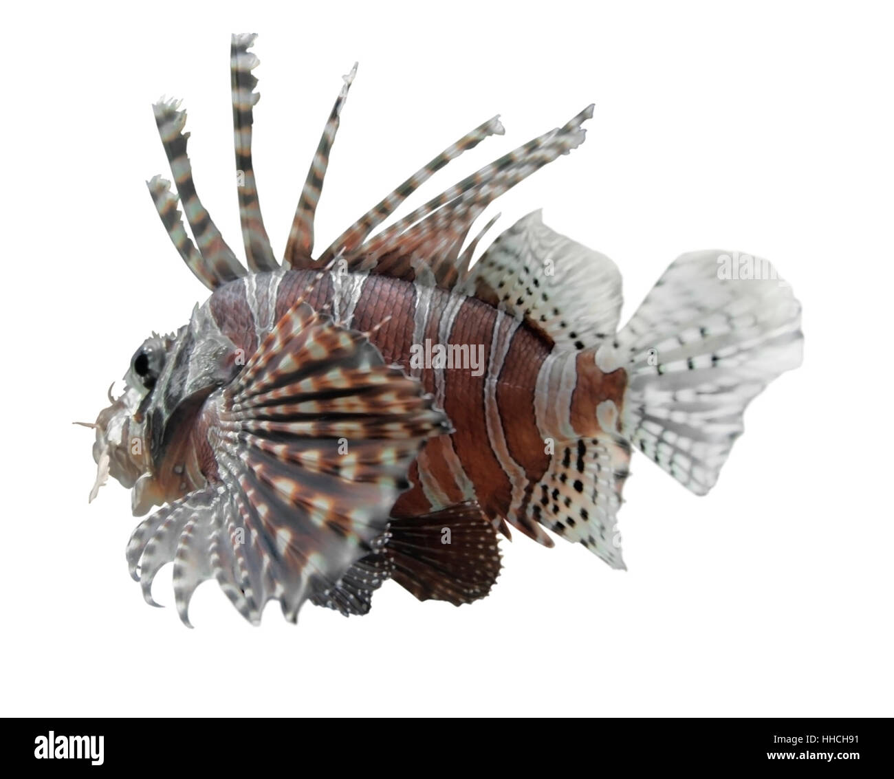 sideways shot of a single lionfish in white background Stock Photo - Alamy