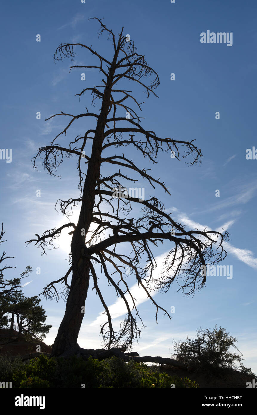 blue, tree, sunrise, america, blue, colour, tree, park, national park ...