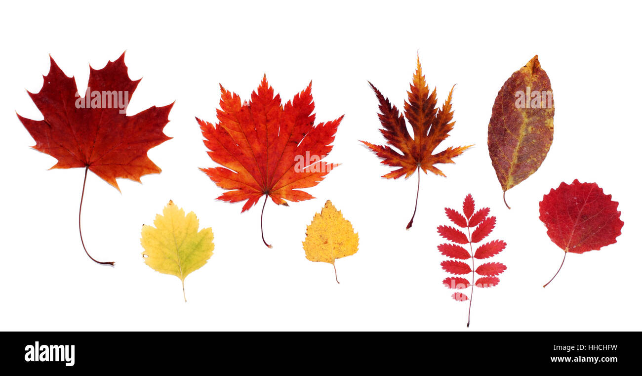 leaf, isolated, model, design, project, concept, plan, draft, garden ...