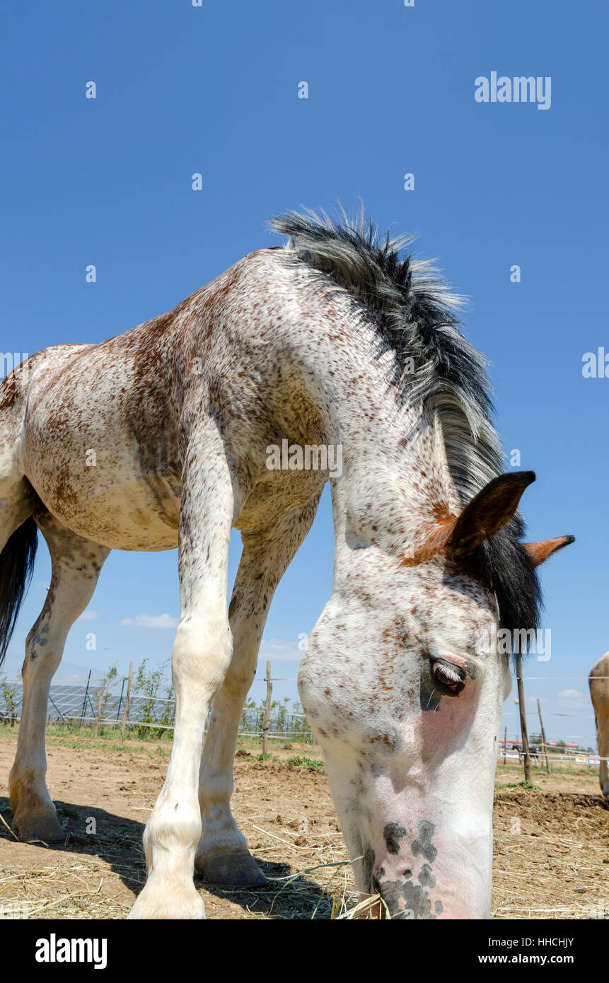 blue, colour, horse, animal, mane, color, firmament, sky, blue, colour ...