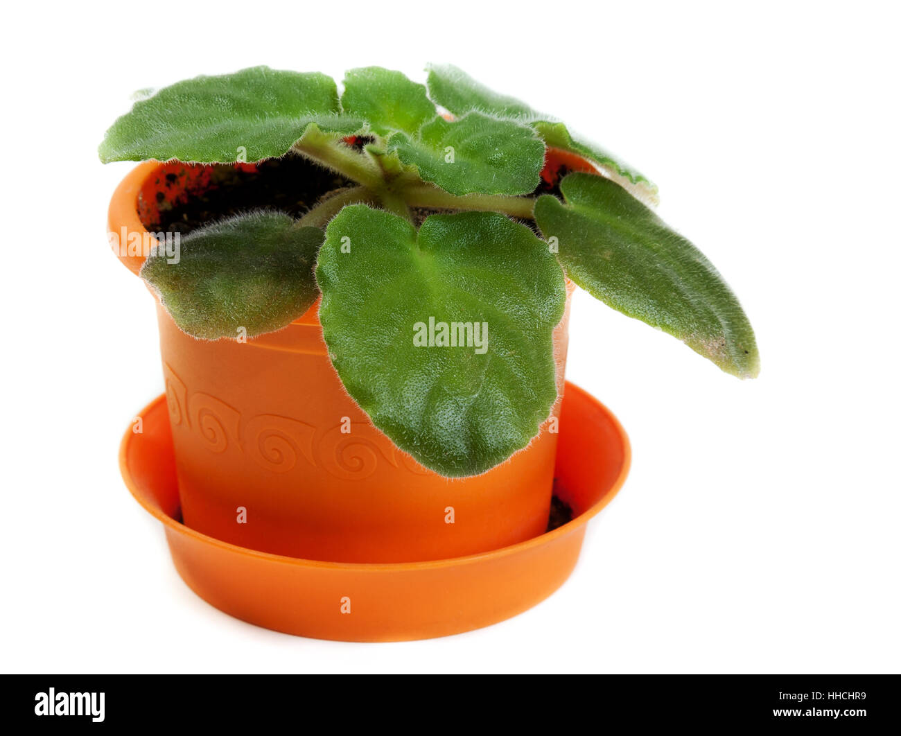 beautiful, beauteously, nice, isolated, flower, plant, flora, small ...