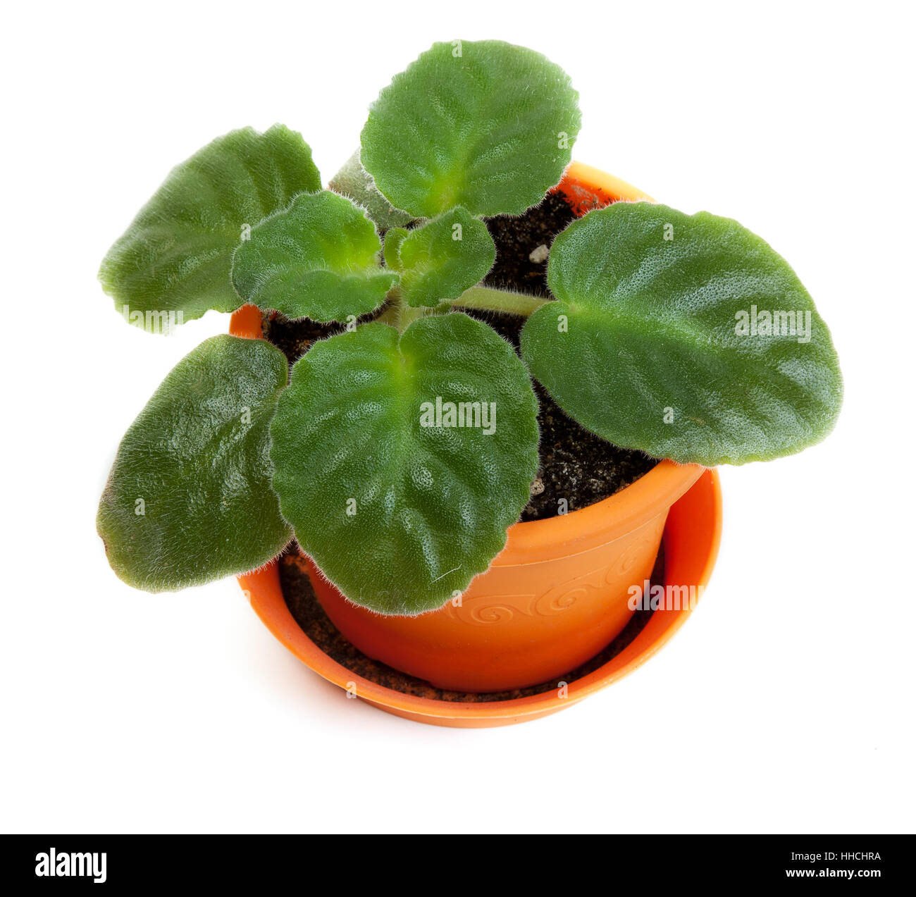 beautiful, beauteously, nice, isolated, flower, plant, flora, small ...
