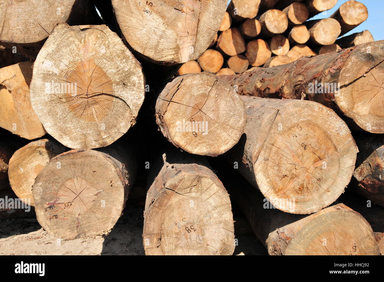 tree, wood, cut, firewood, wooden, log, forest, fire, ring, detail ...