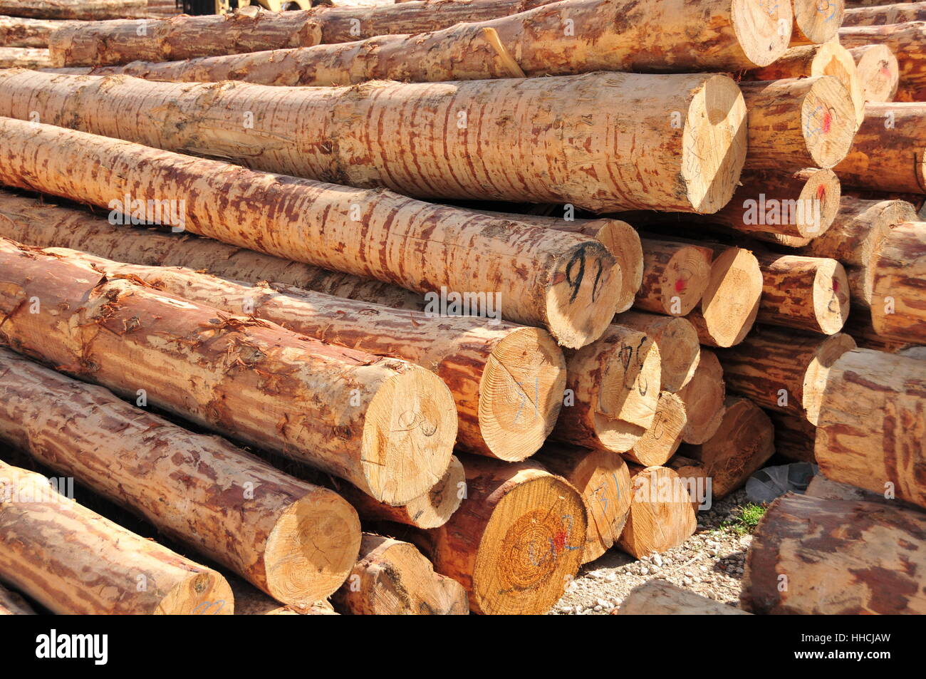 tree, wood, cut, firewood, wooden, log, forest, fire, ring, detail ...