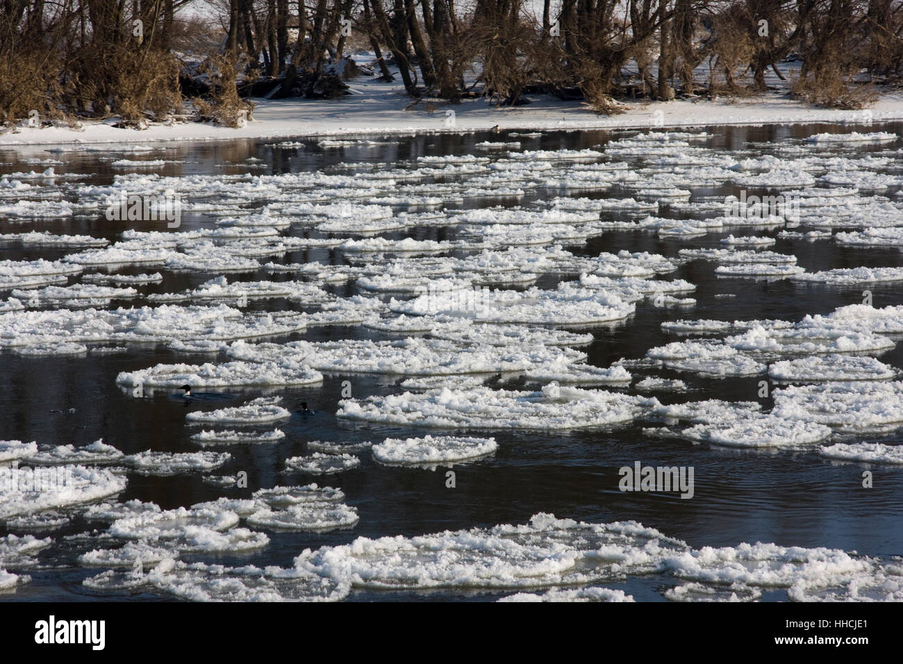 ice, coat of ice, winter landscape, floe, drift ice, snow, bank, shore ...