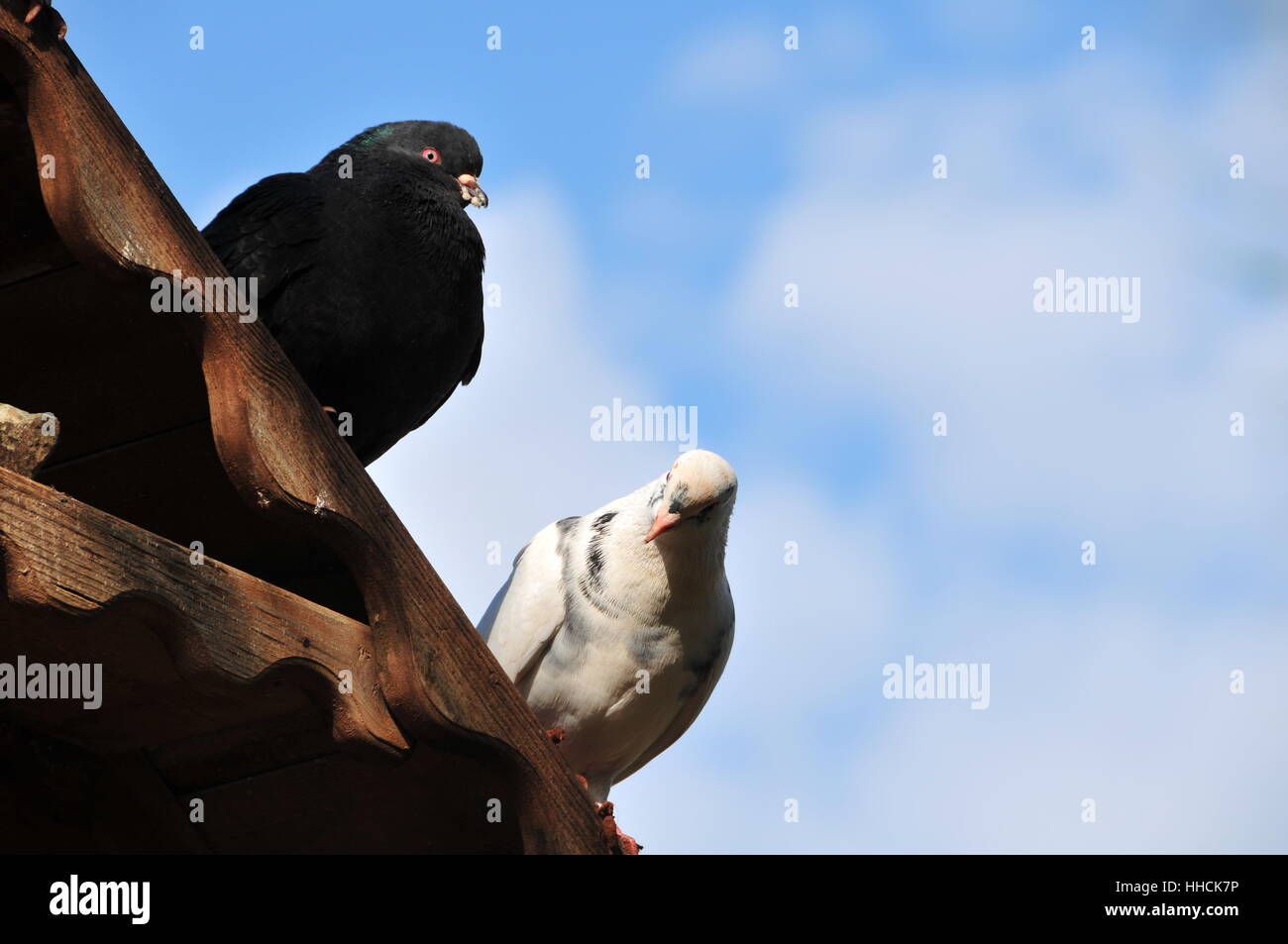 animal, bird, wild, freedom, liberty, pigeon, pictogram, symbol ...