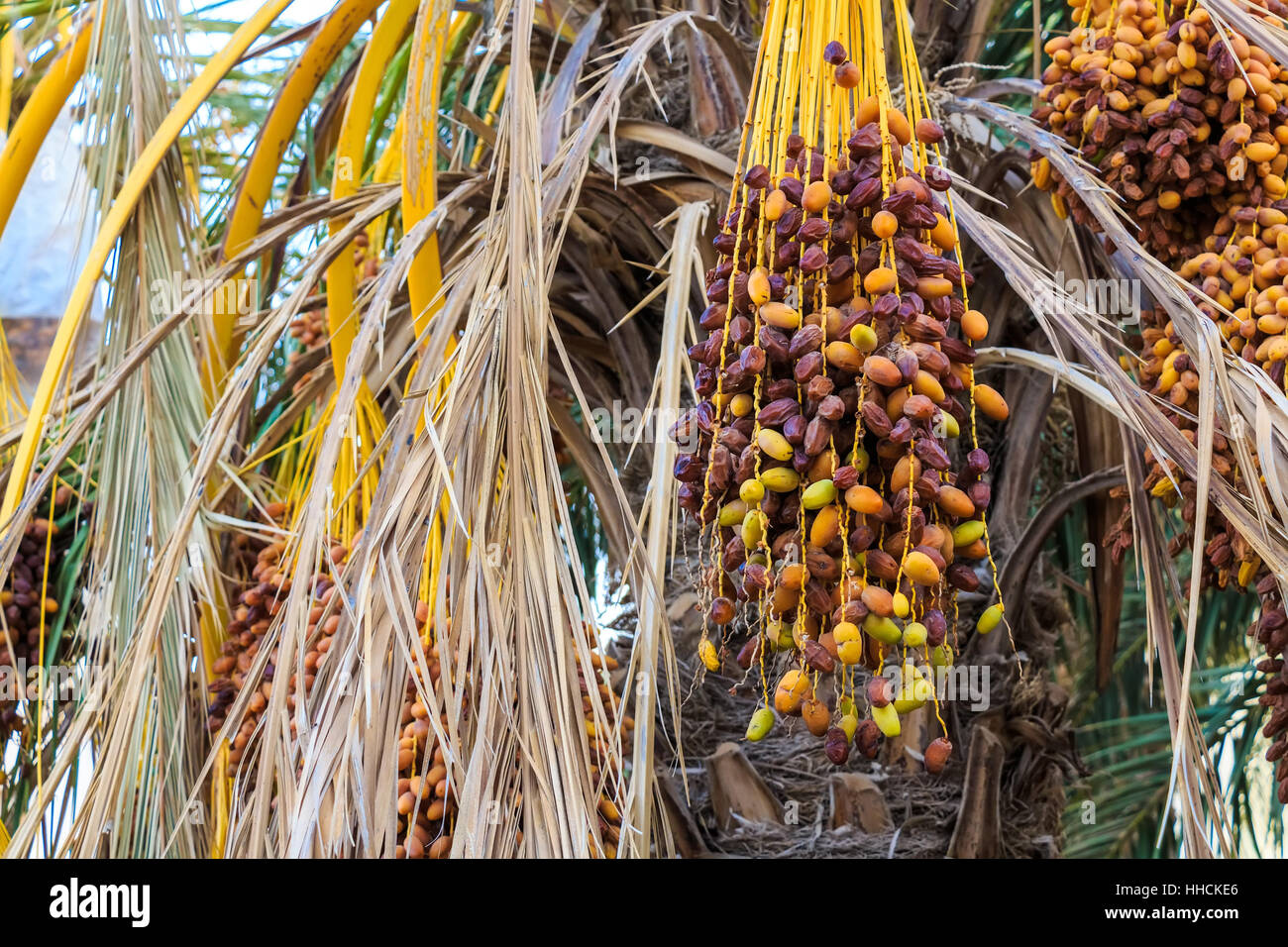 Closeup of colourful dates Stock Photo - Alamy