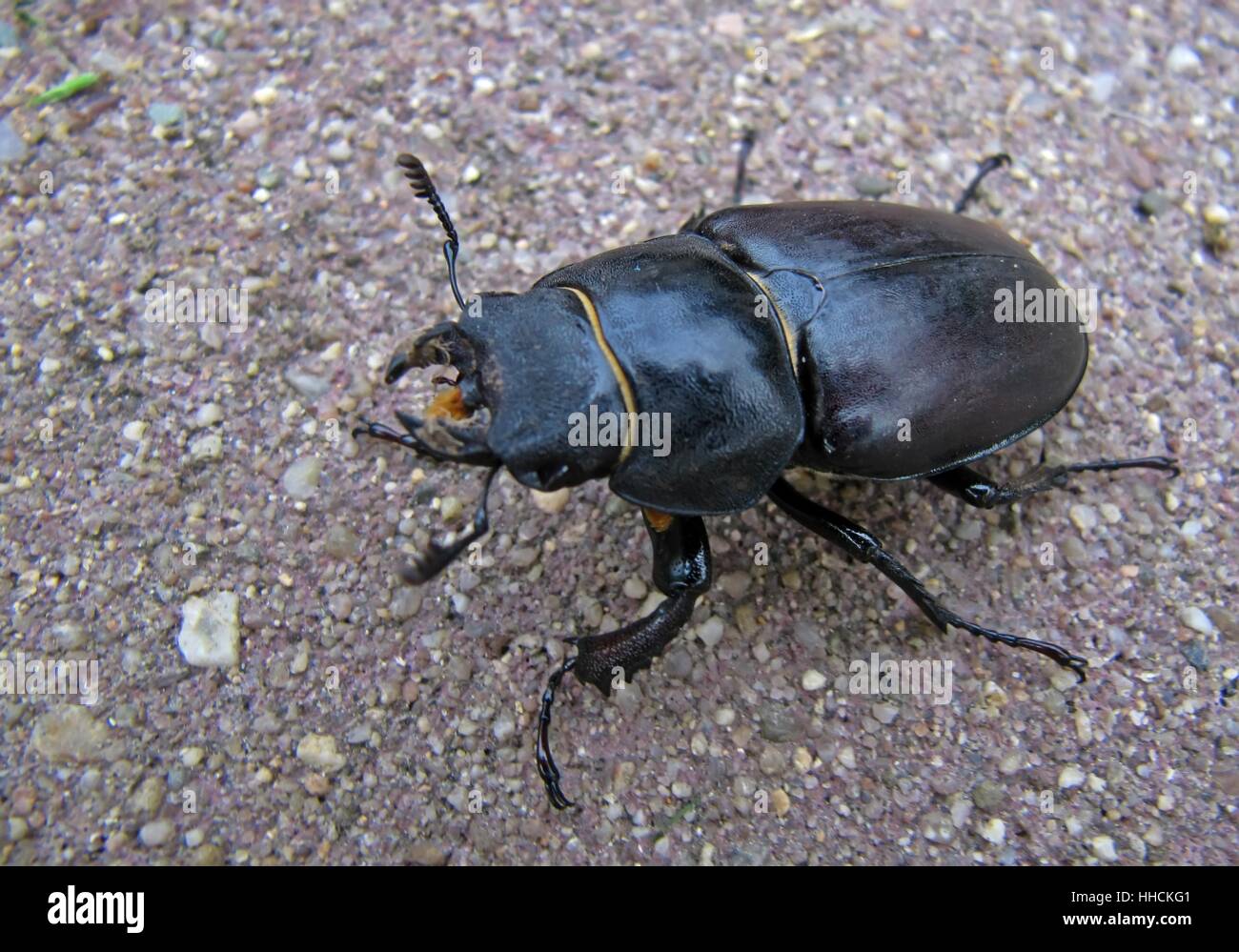 tree, insect, scrabble, crawling, rise, climb, climbing, ascend, uphill ...