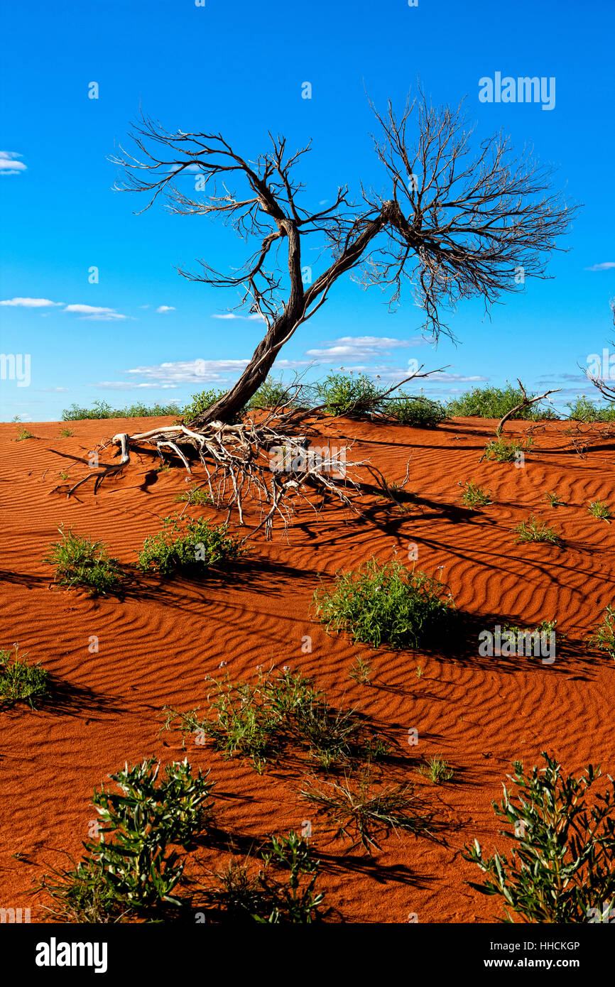 Young green plants thrive on desert sand dune, South Australia. Dead ...