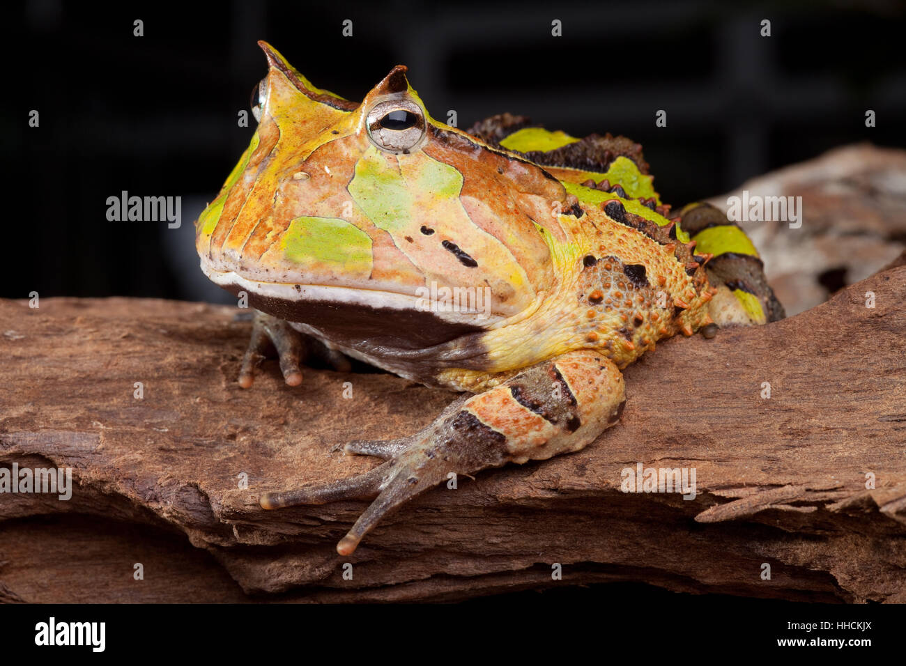 animal, amphibian, big, large, enormous, extreme, powerful, imposing ...