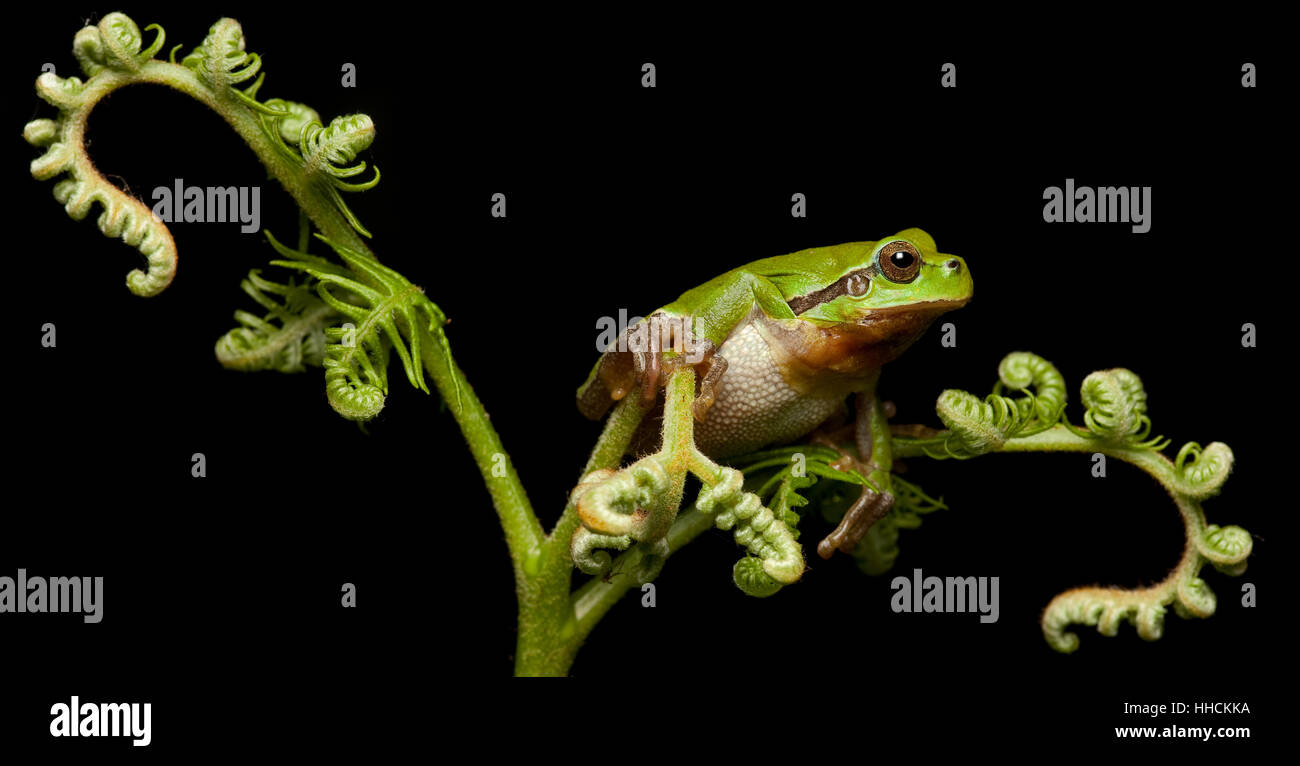 amphibian, blank, european, caucasian, frog, rise, climb, climbing ...