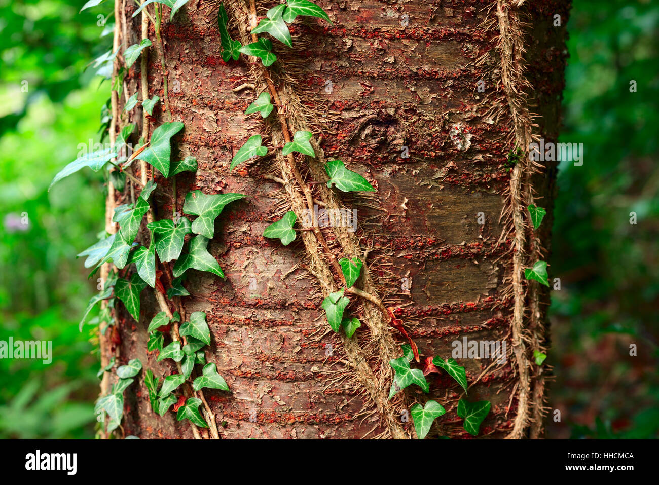leaf, detail, tree, brown, brownish, brunette, trunk, deciduous tree ...