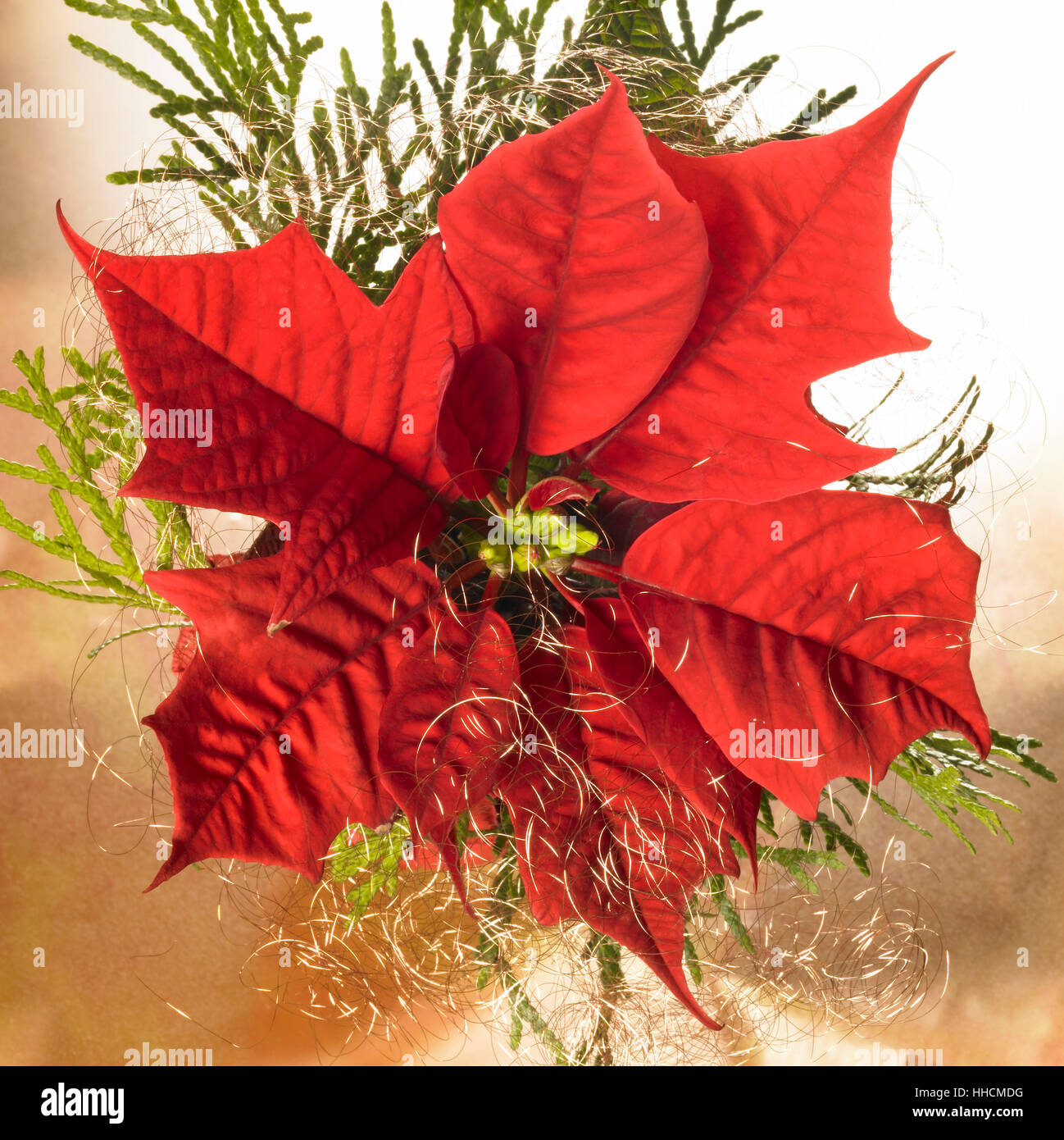 shine, shines, bright, lucent, light, serene, luminous, flower, plant ...