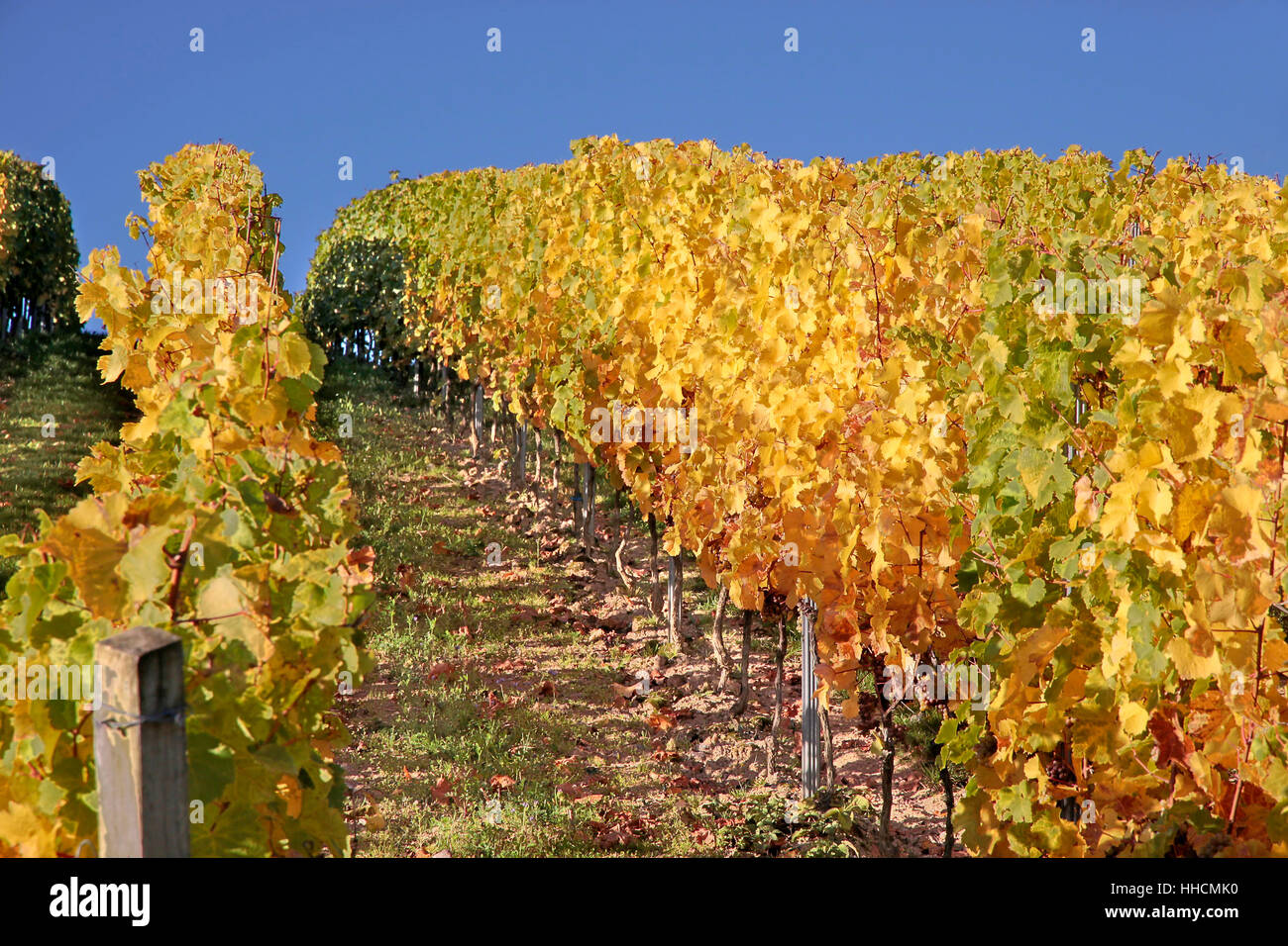 vineyard in autumn Stock Photo - Alamy