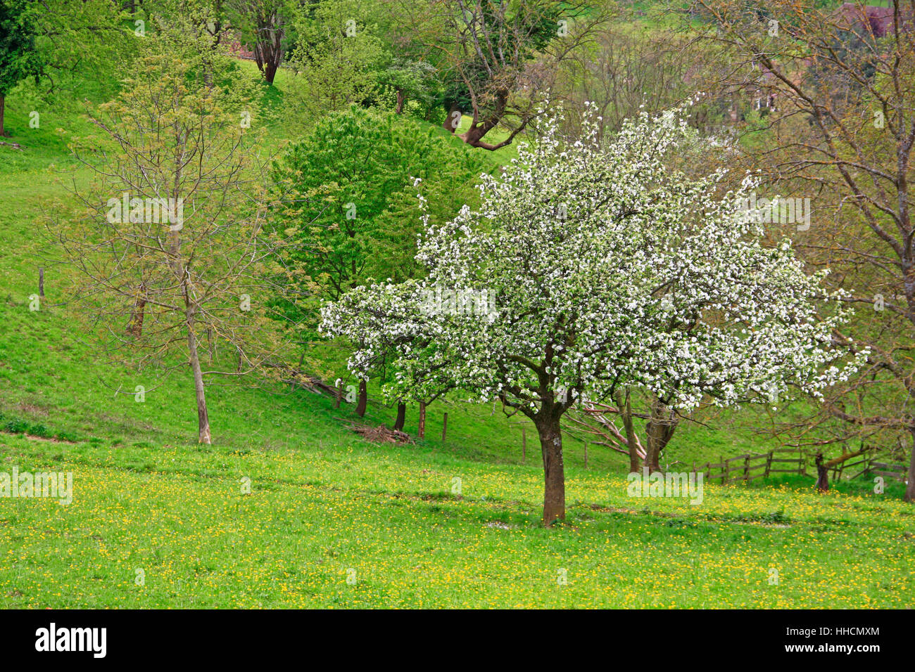tree, trees, hill, flower, plant, green, bloom, blossom, flourish ...