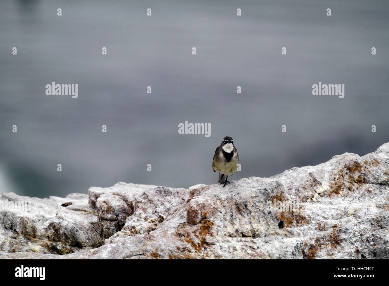 Cape wagtail, also known as Wells's wagtail, (Motacilla capensis) at ...