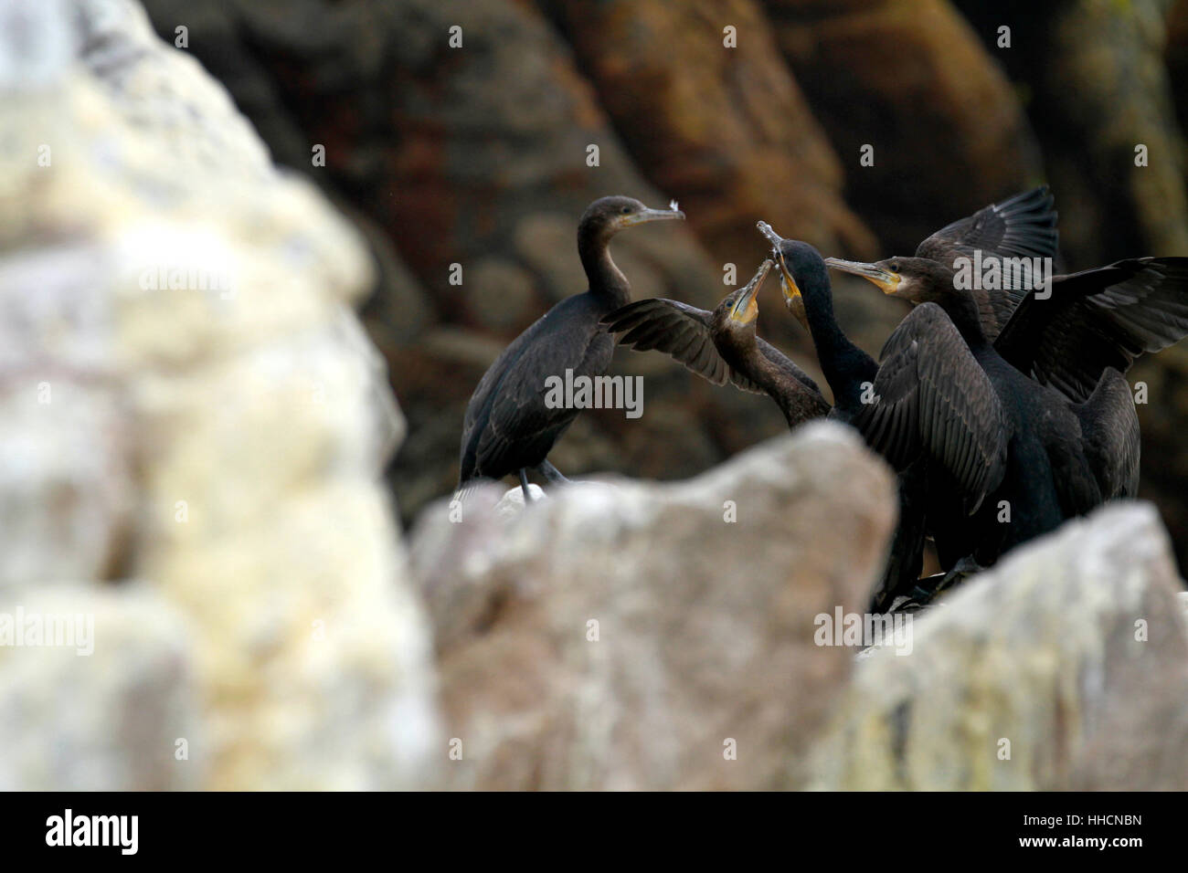 Cape Cormorant (Phalacrocorax capensis ) birds at Stony Point Nature ...