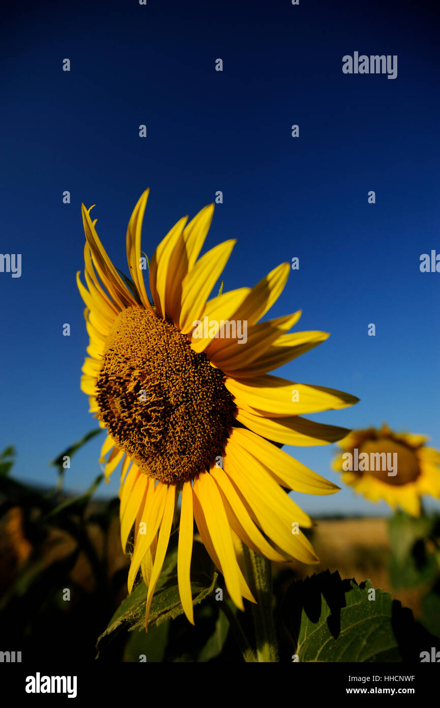 blue, leaf, closeup, flower, plant, bloom, blossom, flourish ...