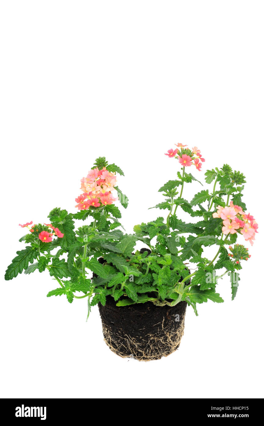 flower, plant, root, macro, close-up, macro admission, close up view ...