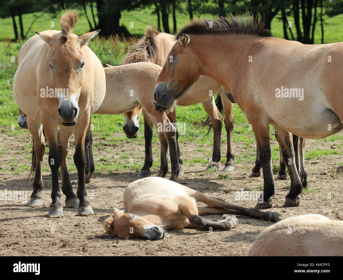 tree, trees, horse, zoo, lie, lying, lies, horses, sleep, sleeping ...