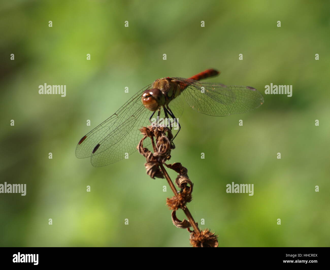 insects, dragonfly, insect, insects, swamp, dragonfly, fen, dragonflies ...