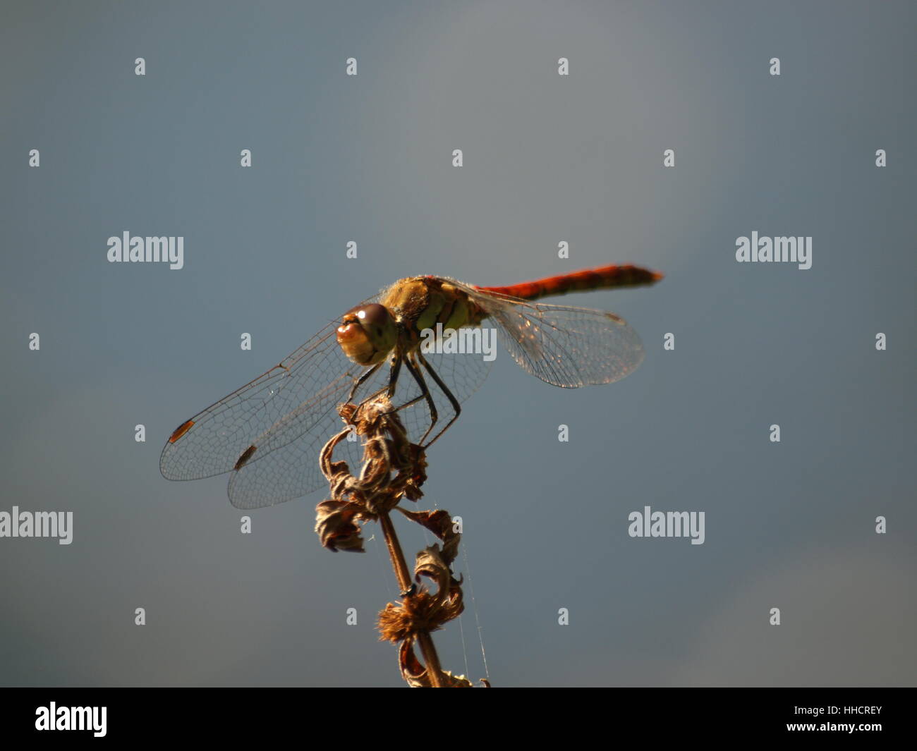 insects, dragonfly, insect, insects, swamp, dragonfly, fen, dragonflies ...