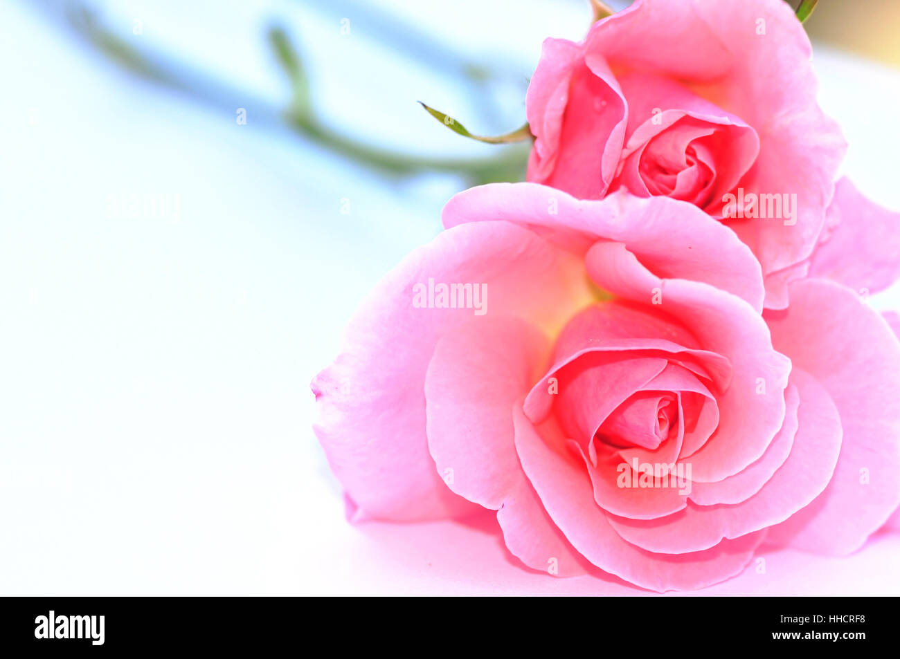 flower, plant, rose, spring, love, in love, fell in love, valentine ...