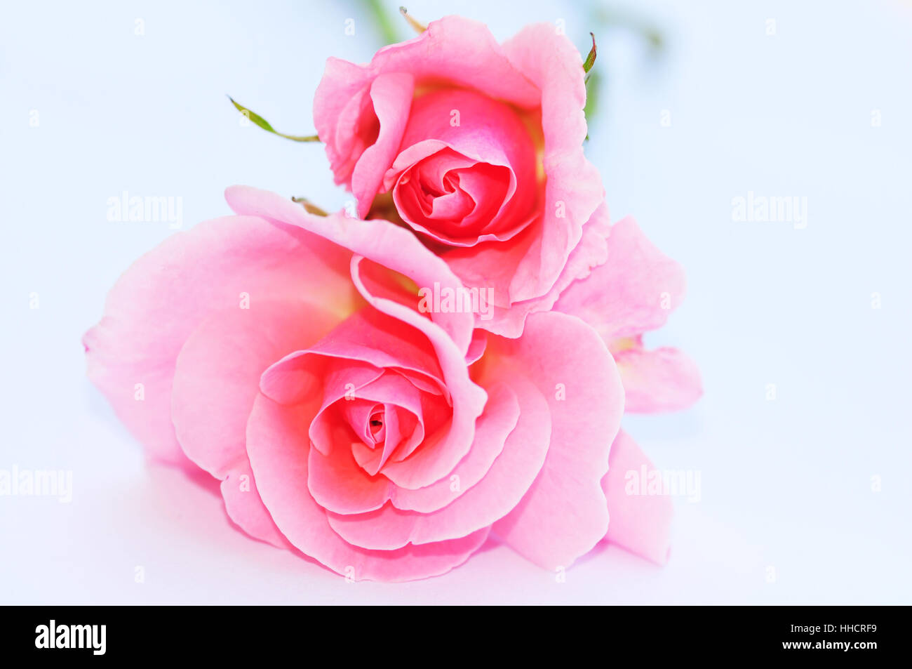 flower, plant, rose, spring, love, in love, fell in love, valentine ...