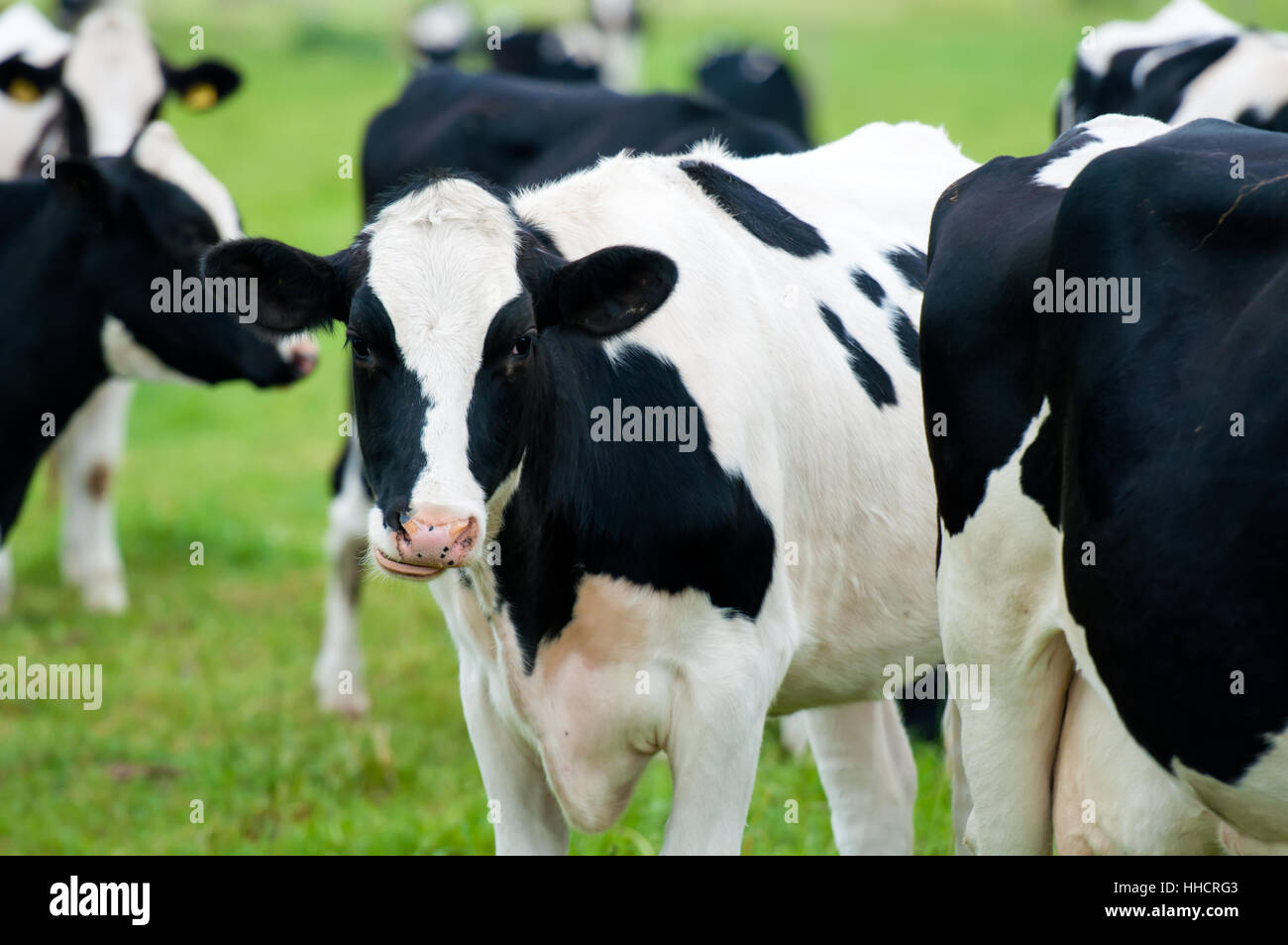 animal, black, swarthy, jetblack, deep black, cow, farm, cattle, farm ...