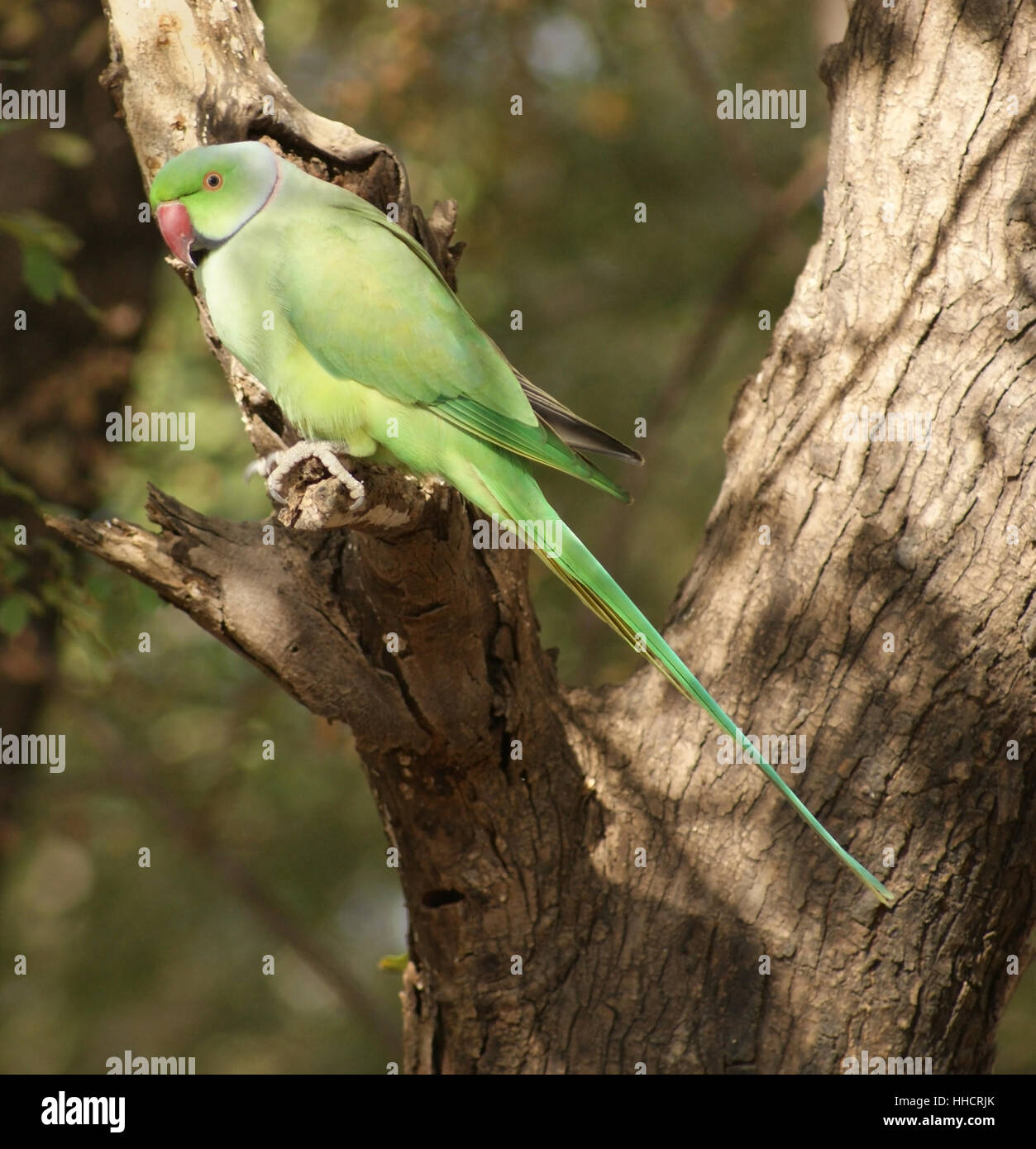 bird named Rose-ringed Parakeet in India Stock Photo - Alamy