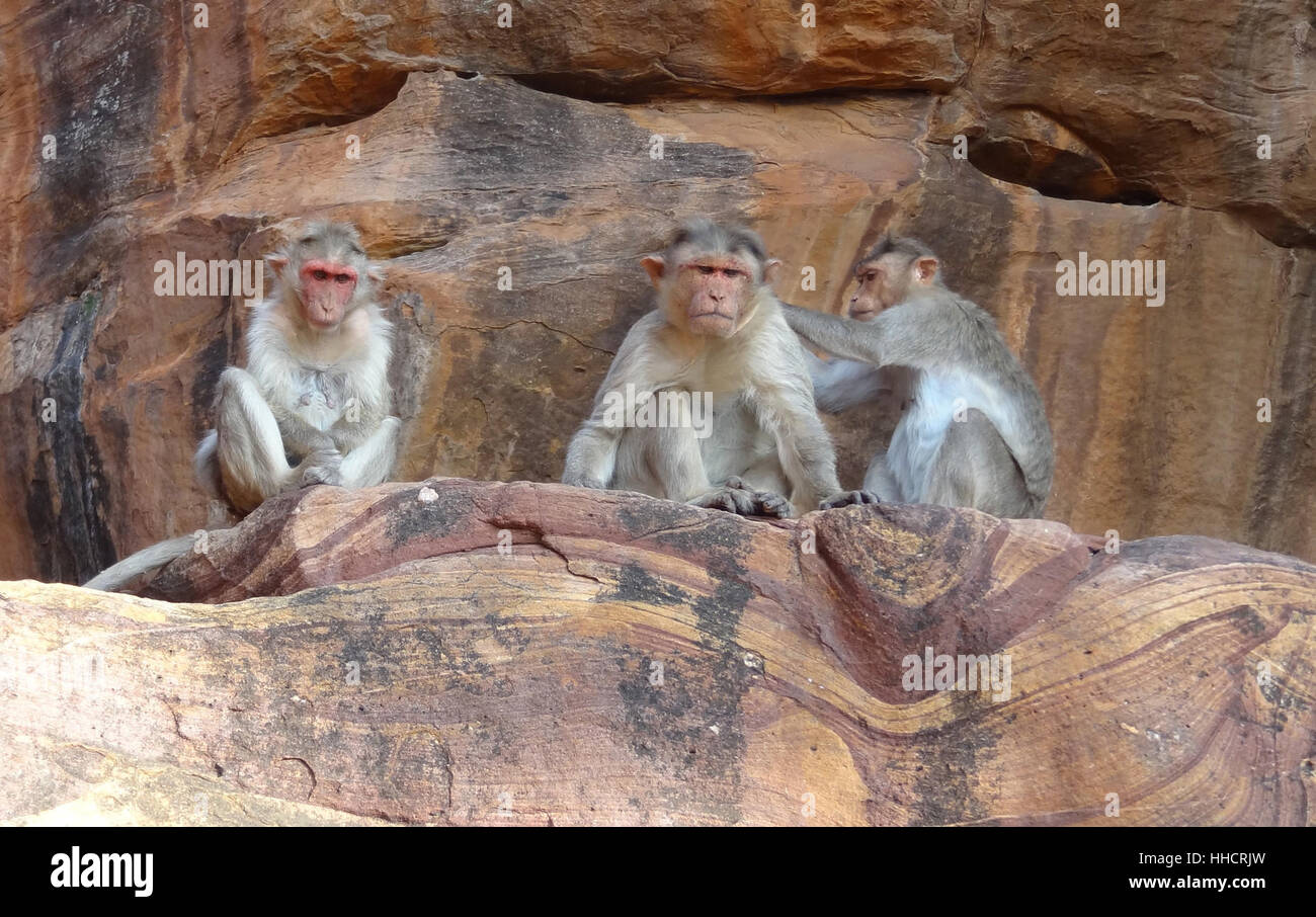 group of rhesus monkeys in India Stock Photo - Alamy