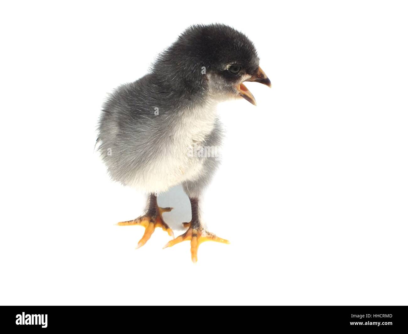 cub, baby, chick, chicken, animal child, chickens, hens, isolated, firm ...