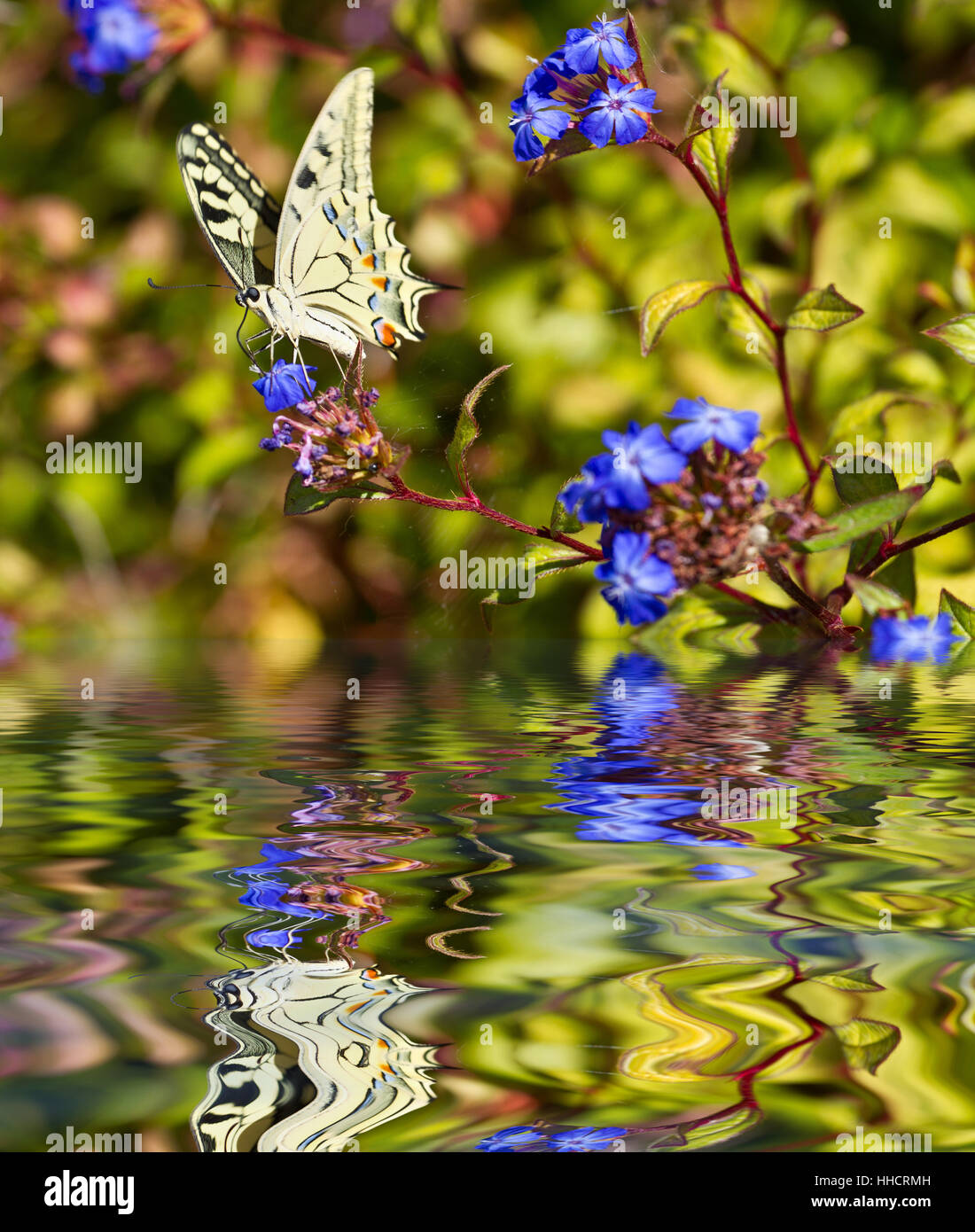 Magnificent swallowtail hi-res stock photography and images - Alamy
