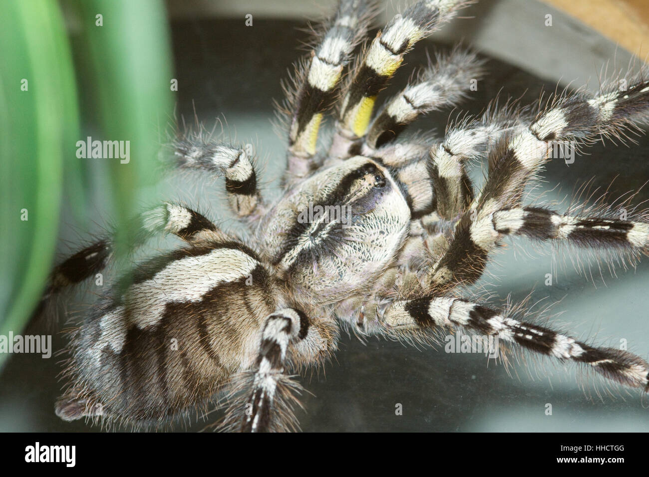 Graue vogelspinne hi-res stock photography and images - Alamy