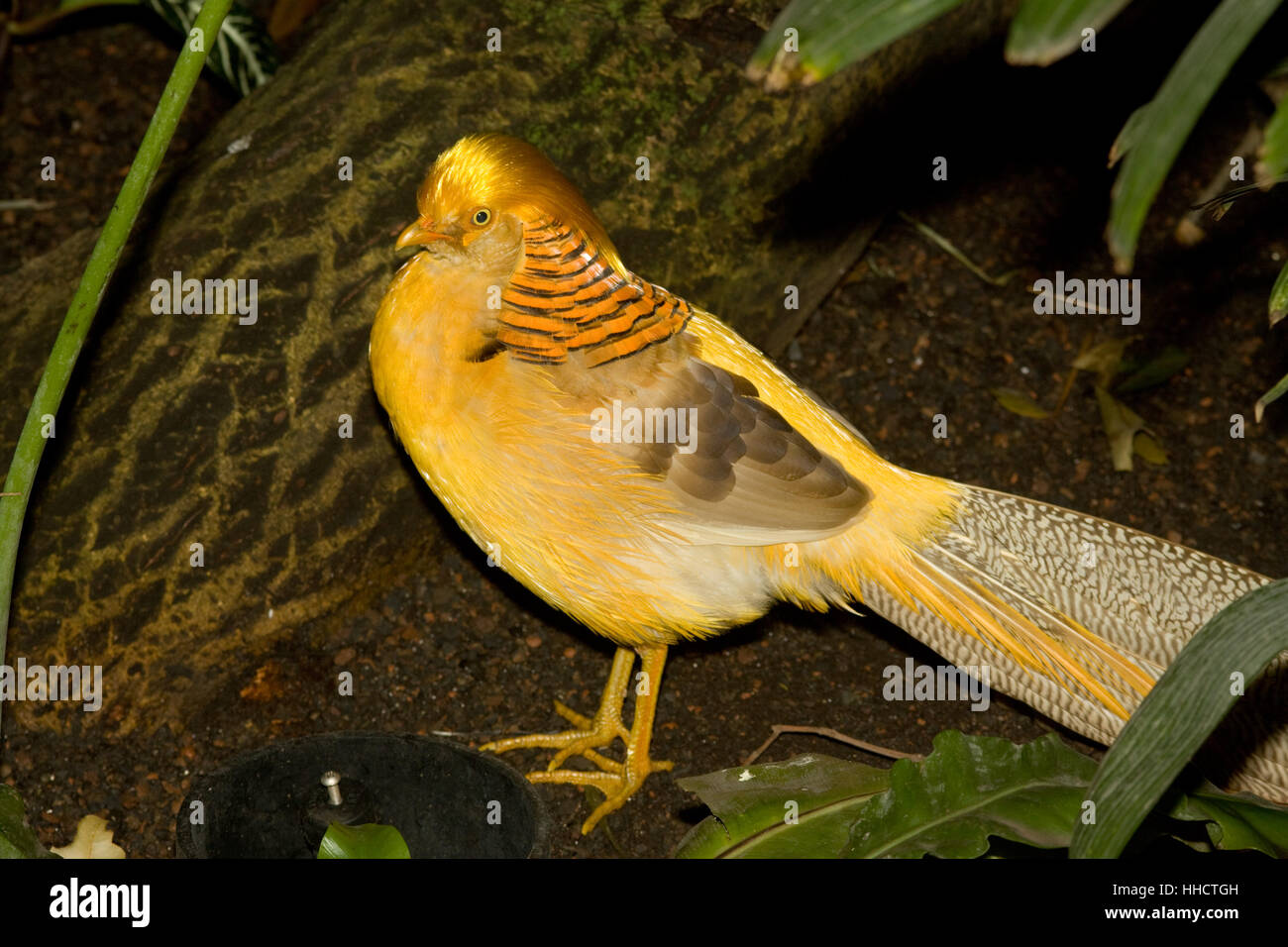 Goldfasan hi-res stock photography and images - Alamy